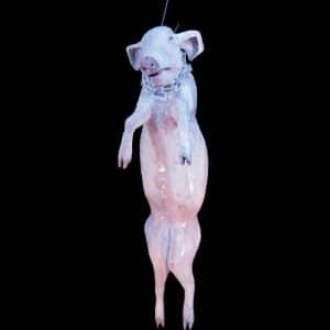 MEDIUM PIG-HANGING WITH CHAIN-GUTTED-ROTTED FINISH – Ghost Ride ...